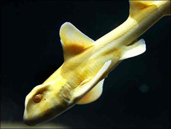 Bush Flip Flops on 9 11 Testimony - All Hat No Cattle